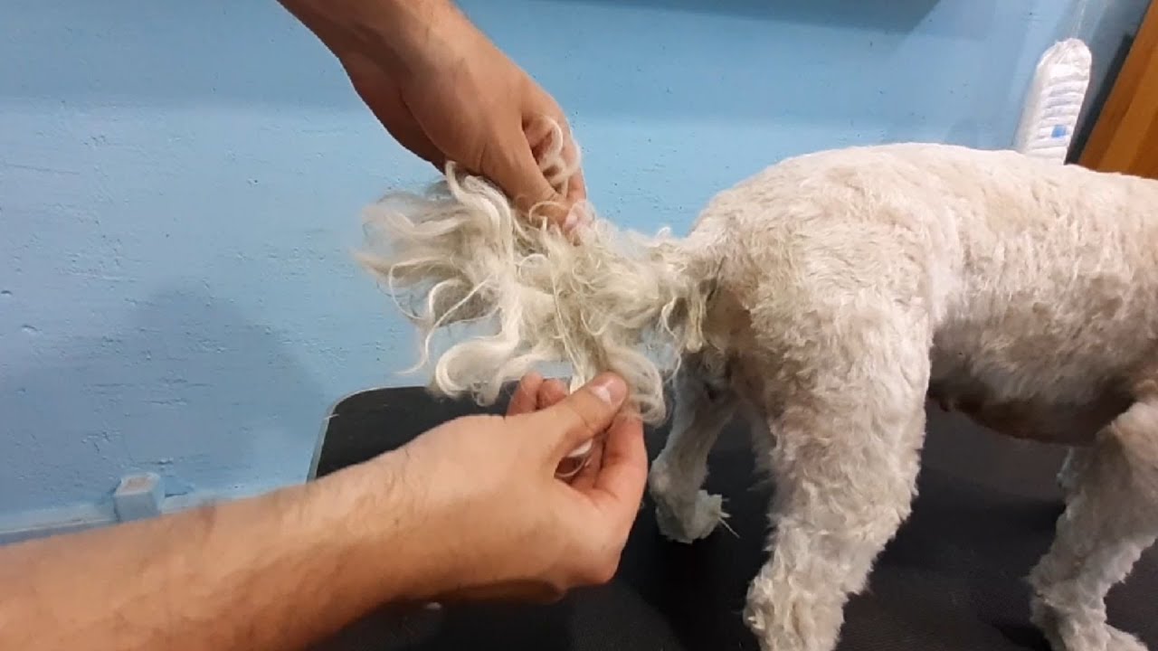 How To Fix A Matted Tail In 1 Minute - YouTube
