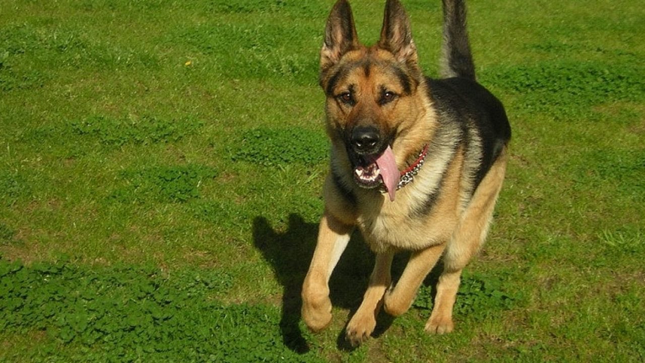 Dog competition German Shepherd - YouTube