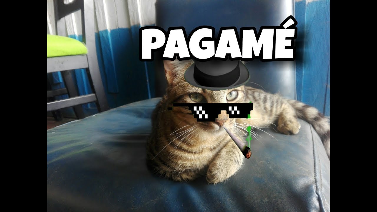 CHAMBEA PARODIA - Bad Bunny - YouTube