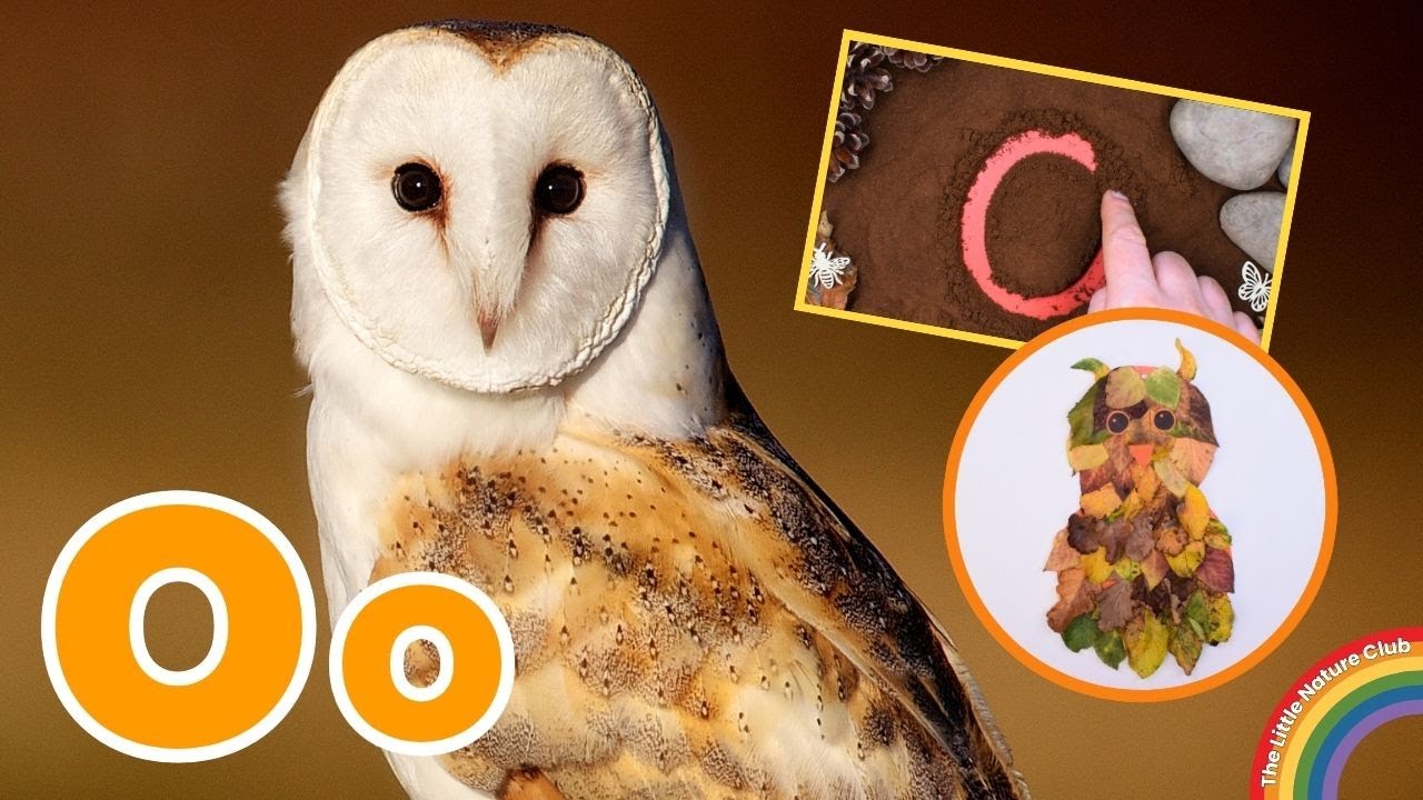 Owls for Kids l Learn the Letter O, Owl Facts & Autumn Craft ...