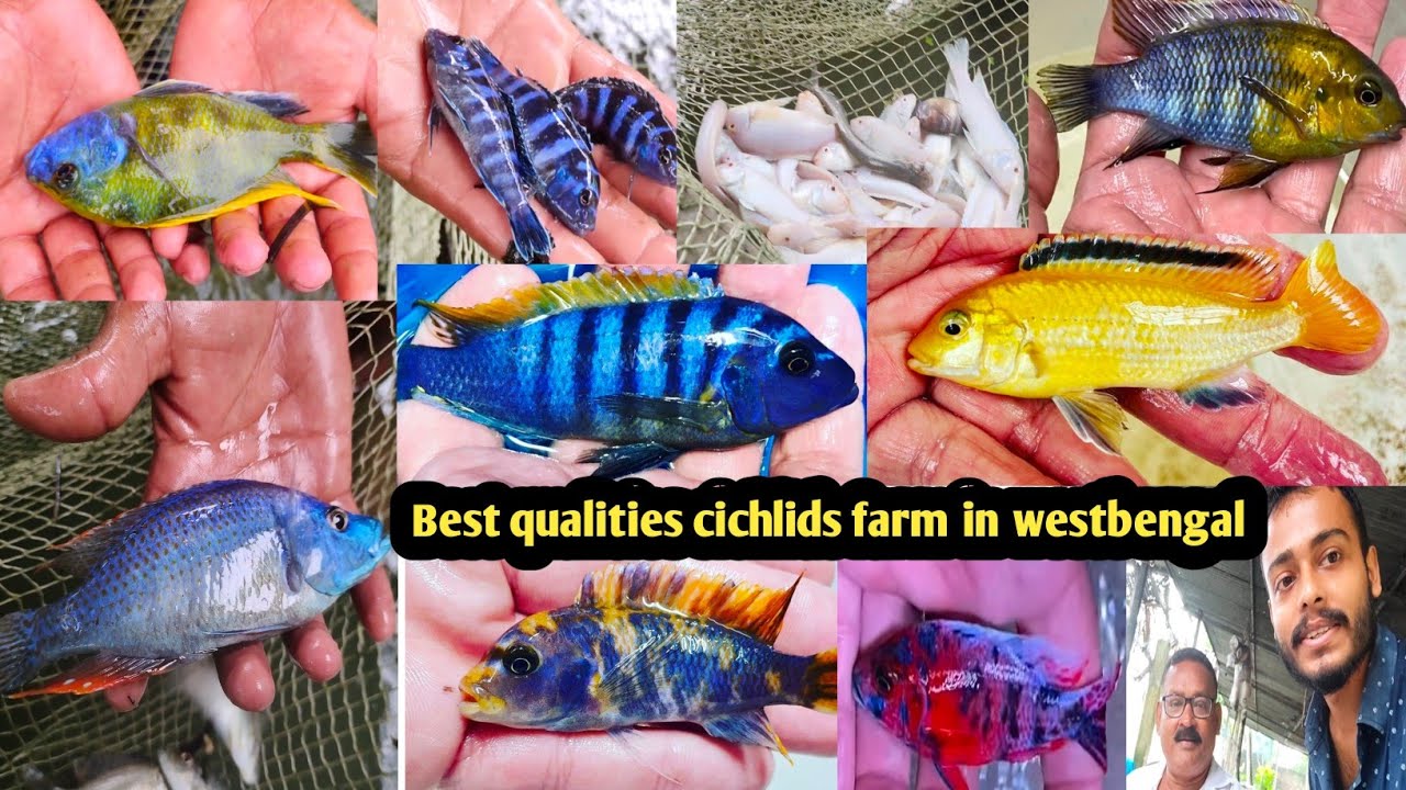 Malawi cichlids fish farm with price | ornamental fish farming🔥 | Fish ...