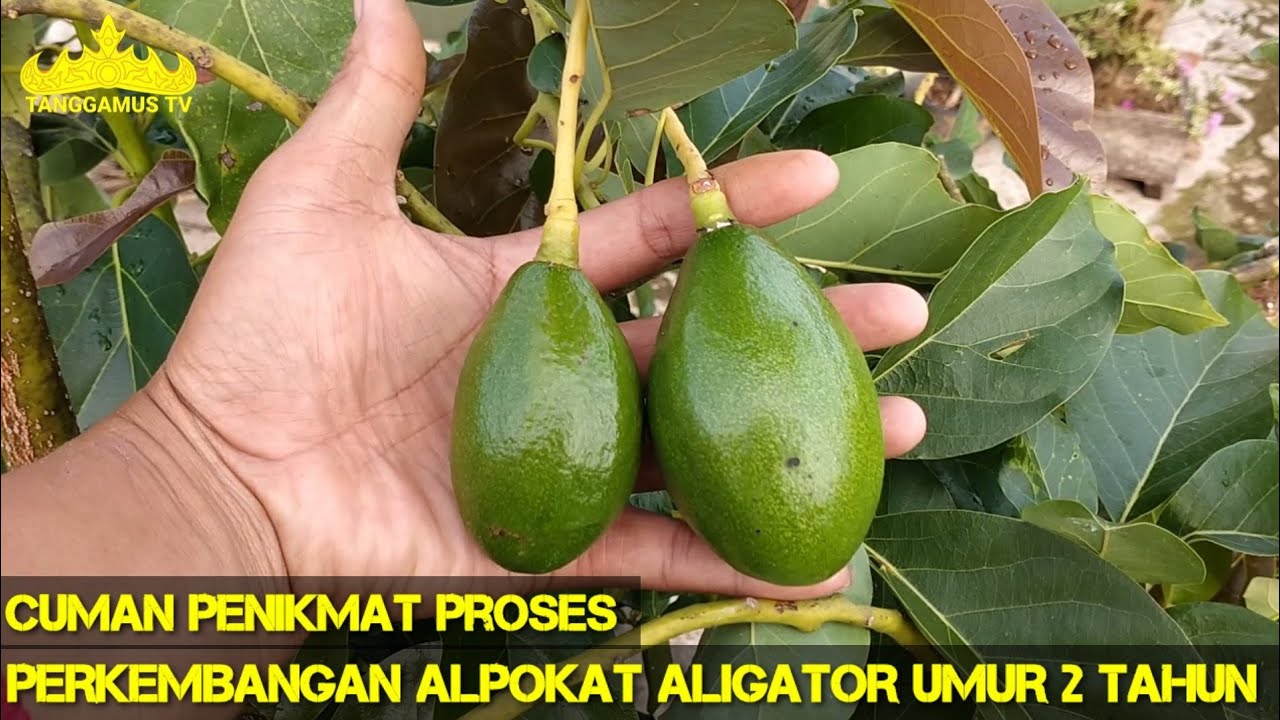 Perkembangan Buah Alpokat Aligator Umur 2 Tahun - YouTube