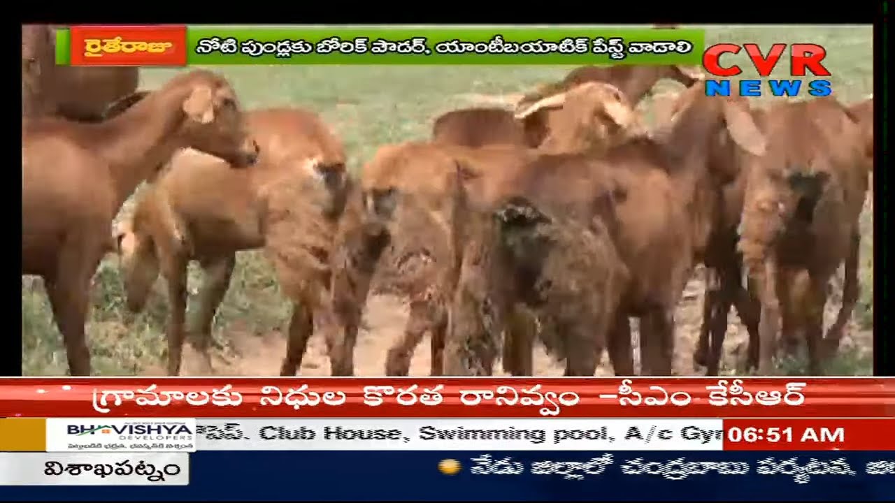 Awareness of Sheep's Bowel (PPR) Disease | CVR News - YouTube