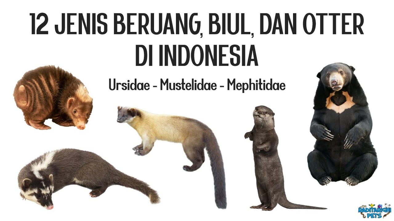 12 Jenis Arctoidea / Beruang, Biul, Sigung, dan Otter (Ursidae ...