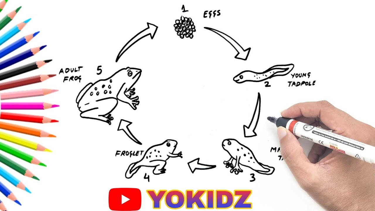Life Cycle of Frog | Life Cycle of Frog Drawing Easy | YoKidz Drawing ...
