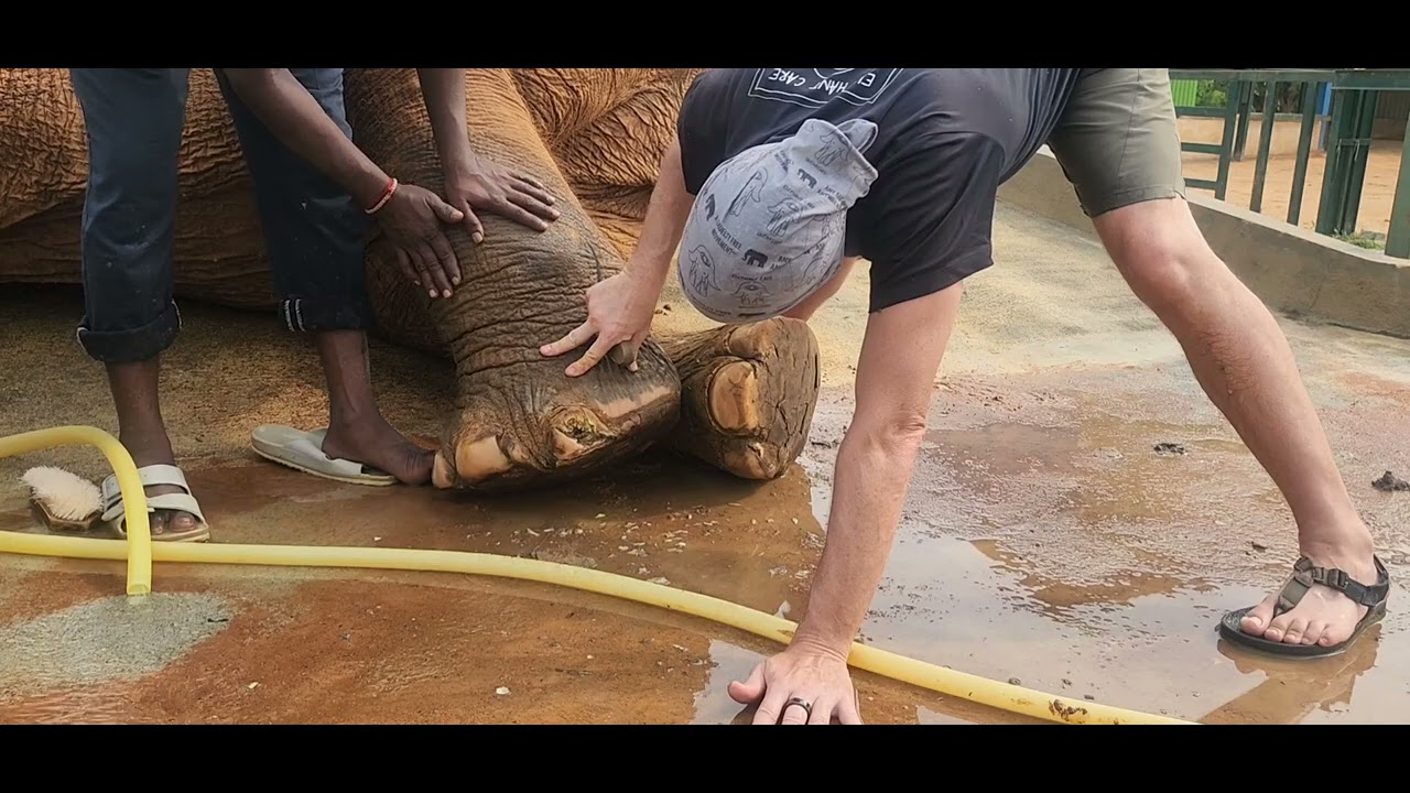 2023 Elephant back foot abscess. What to do and what to look for. - YouTube