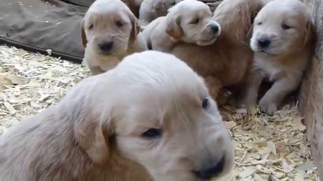 Filibuster cute golden retriever Puppies Talk bark howl - YouTube