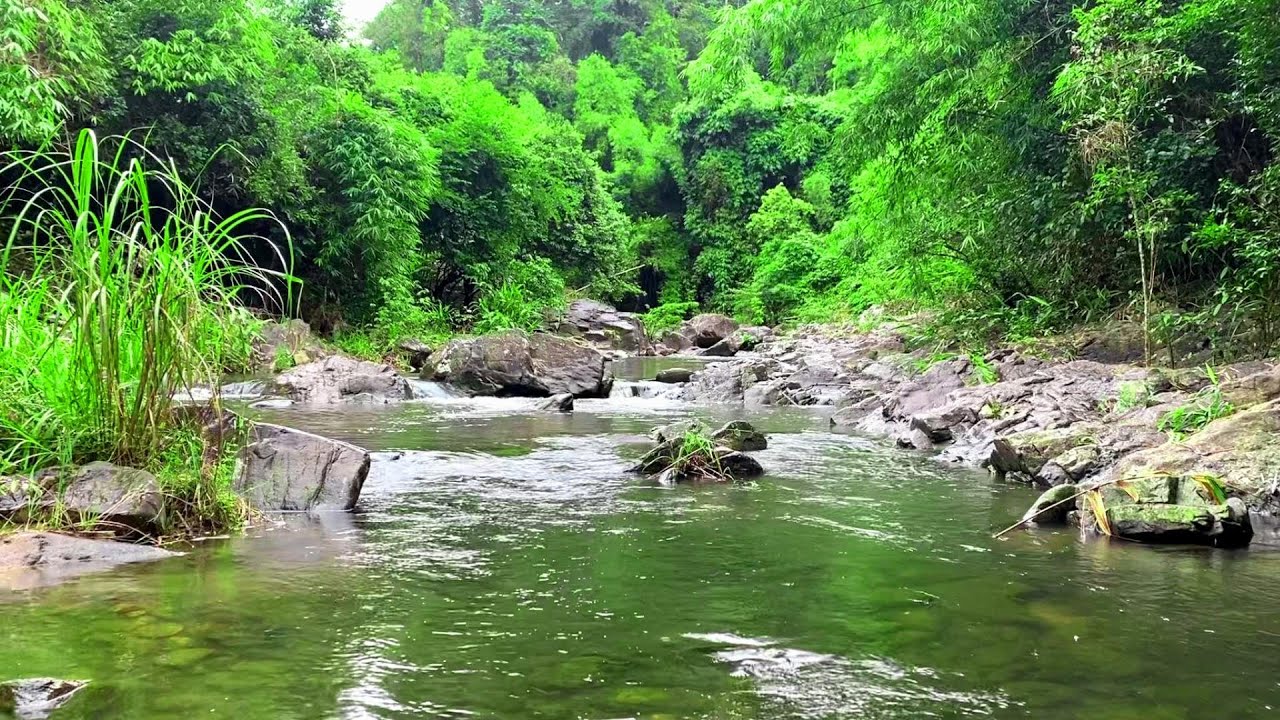 Natural Sounds in The Forest | Put You to Sleep In 10 Minutes ...