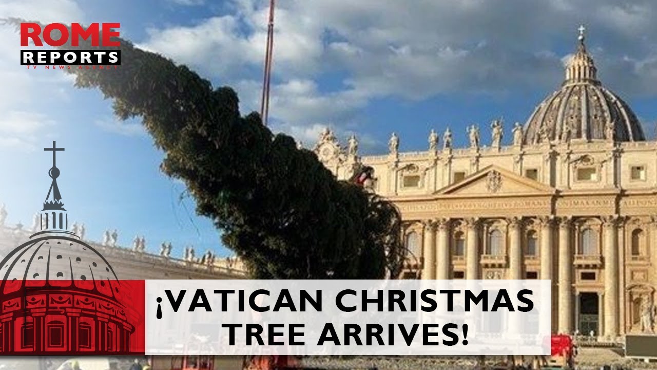 Vatican Christmas tree arrives in St. Peter's Square - YouTube