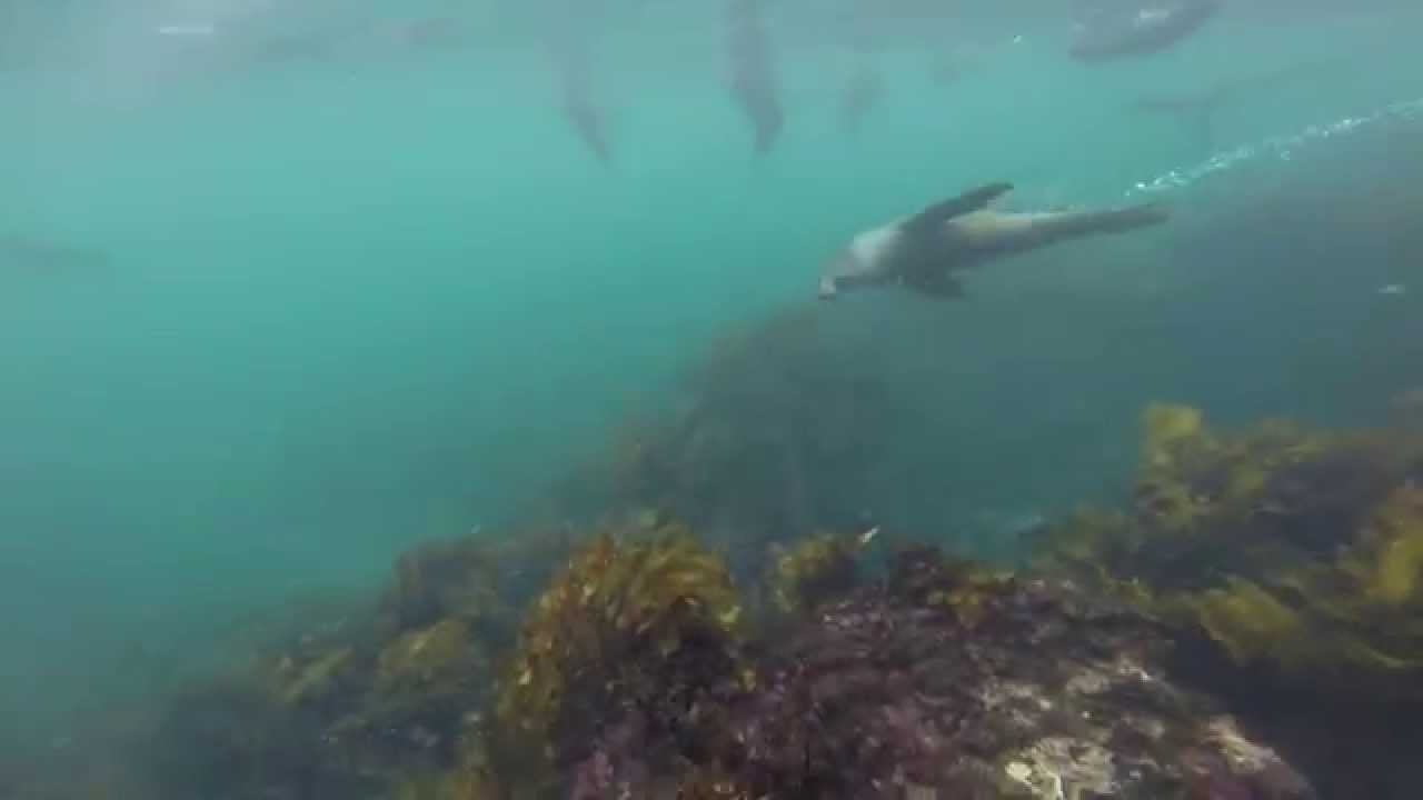 GoPro: Rottnest Island Seals - YouTube