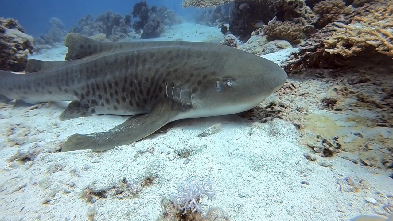 Leopard shark - Shag rock dive site, Egypt - May 28, 2019 - YouTube