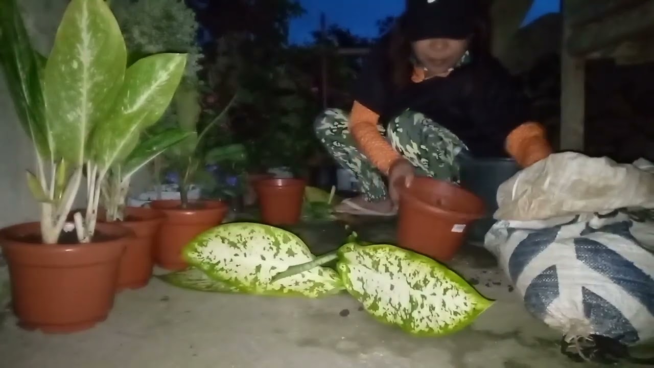 Planting bombastic Plants #bukidvlogs - YouTube