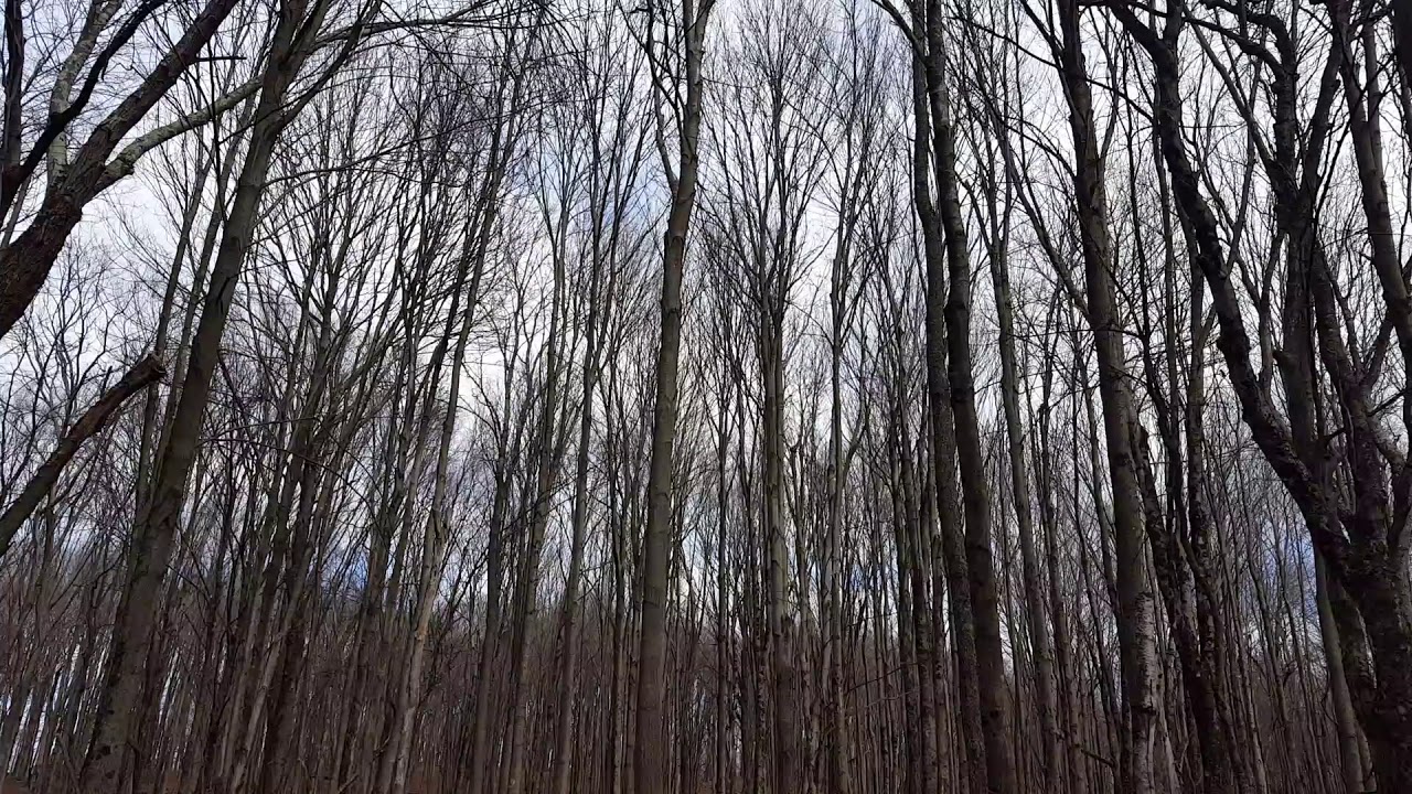 Windy Forest - YouTube