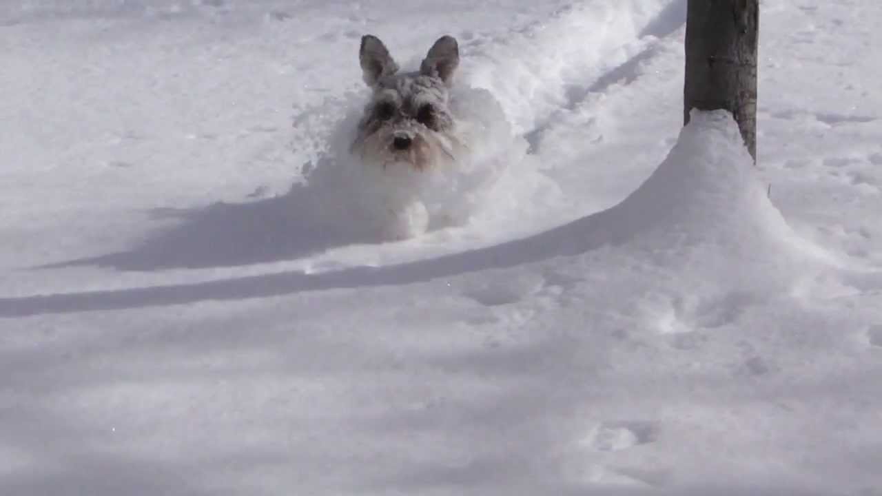 Pippi the Puppy Running through Snow in Slow Motion! Cute! - YouTube