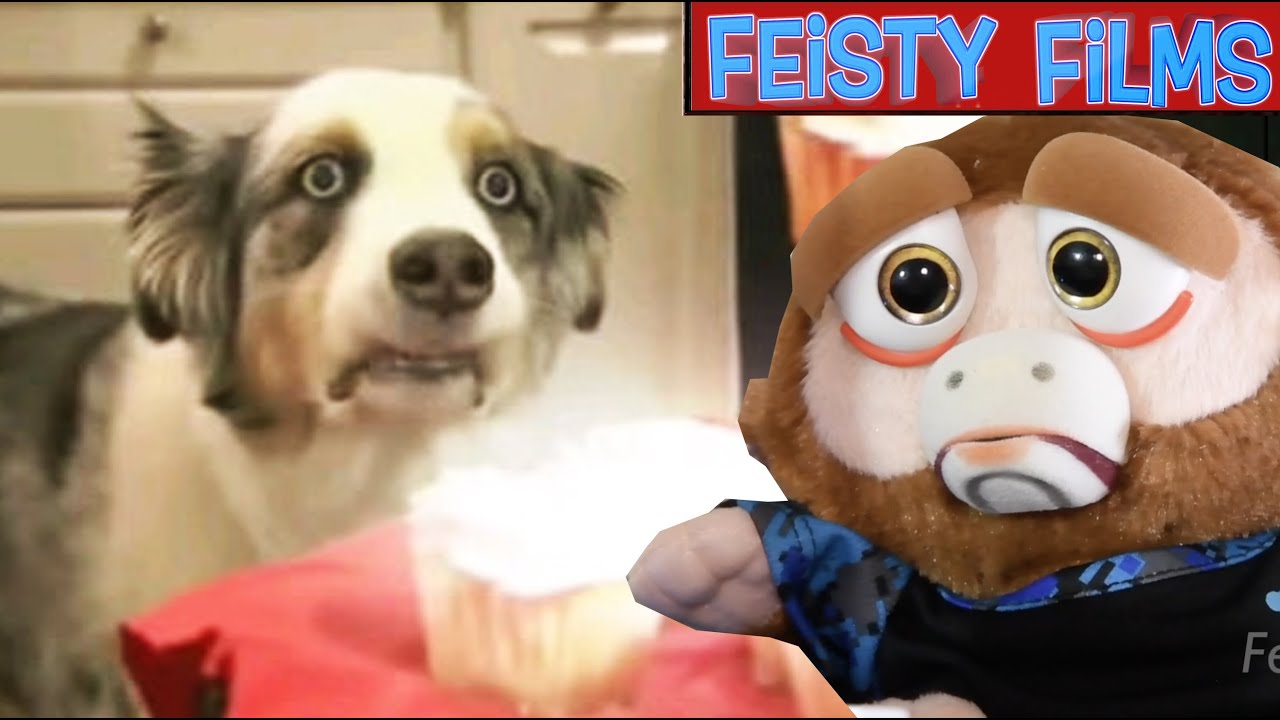 Watch Feisty Pets Die Inside! A Feisty Films Compilation - YouTube