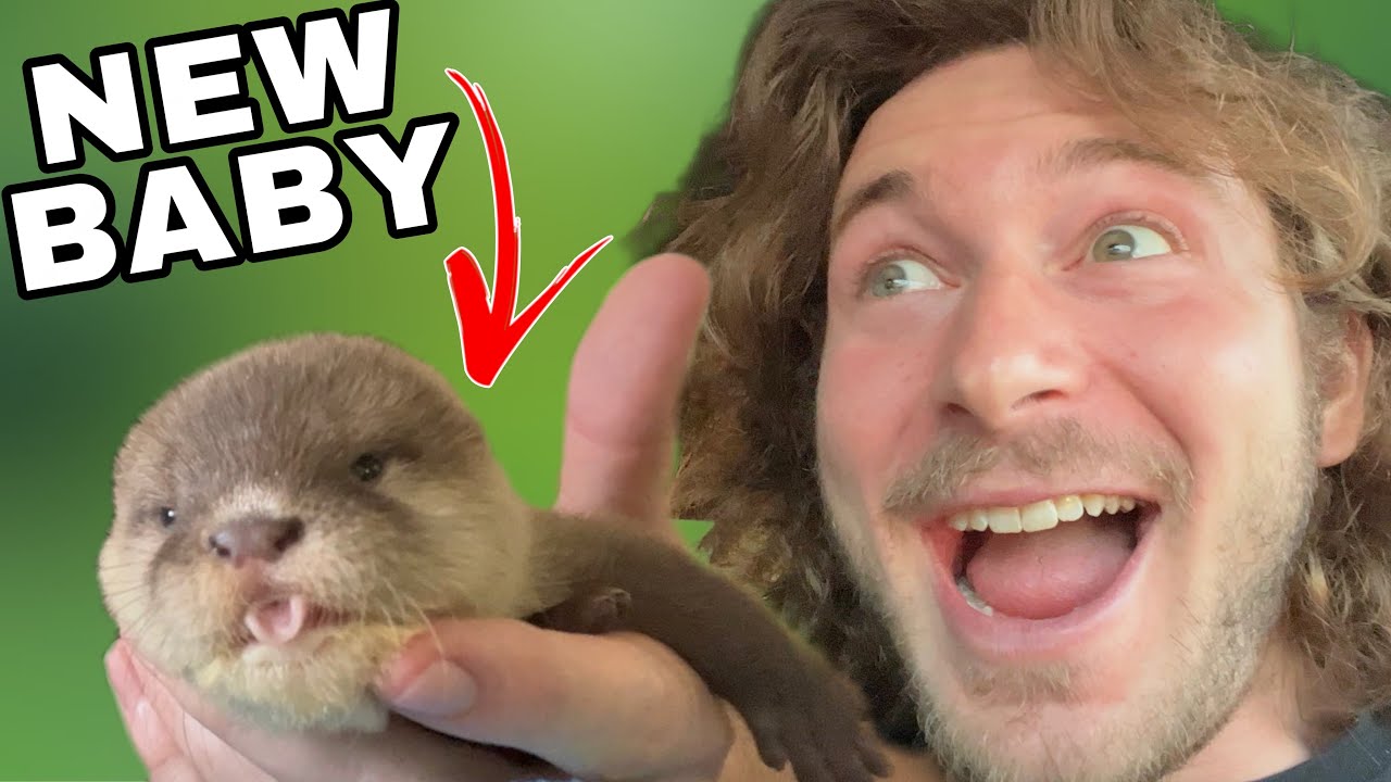 NEW Baby OTTER joins the FAMILY! - YouTube