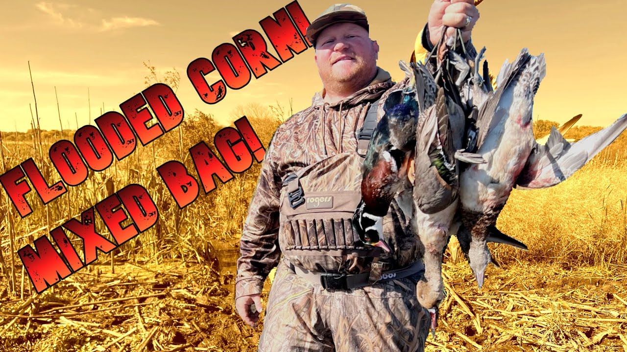 FLOODED CORN Wisconsin MIXED BAG! Duck Hunting 2022 - YouTube