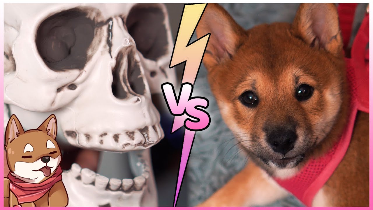 Funny Shiba Inu Puppy VS Skull! **CUTE** - YouTube