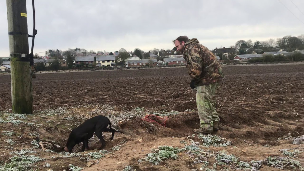 Ferreting rabbits 2021 - YouTube