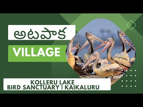 ATAPAKA VILLAGE| KOLLERU LAKE | BIRD SANCTUARY | KAIKALURU ...