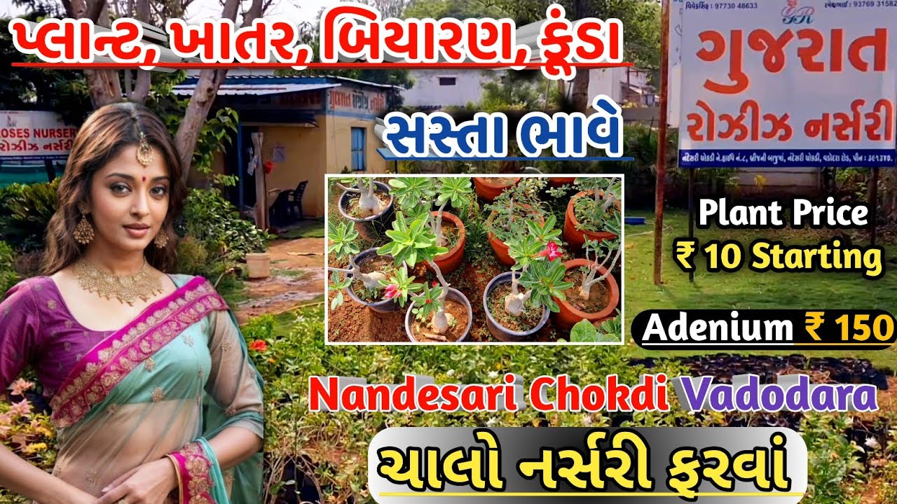 Vadodara Local Nursery Market || Sasta Nursery || Nandesari Chokdi ...