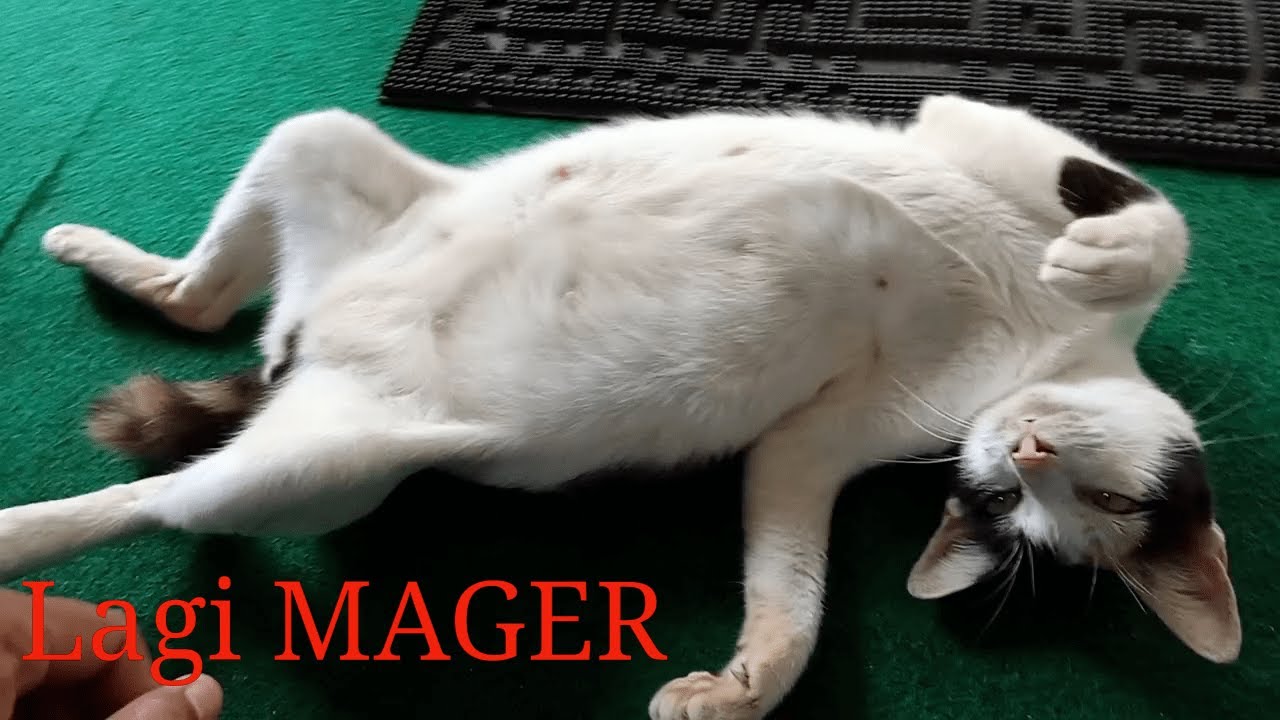 Gangguin Kucing yang Lagi Mager - YouTube