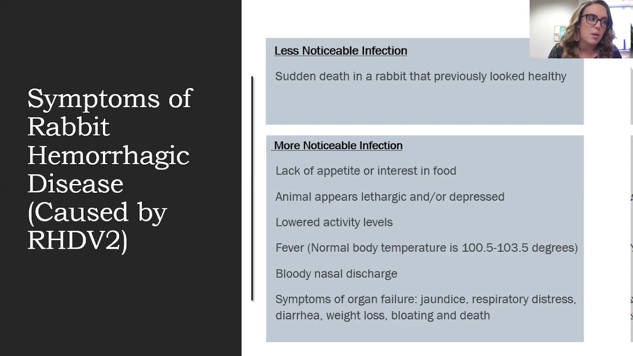 Rabbit Hemorrhagic Disease Discussion - YouTube