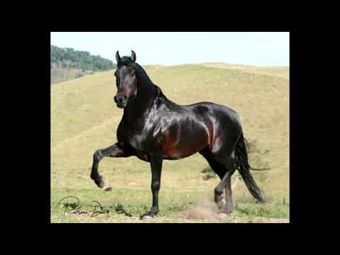 TORDILHO NEGRO - OS SERRANOS