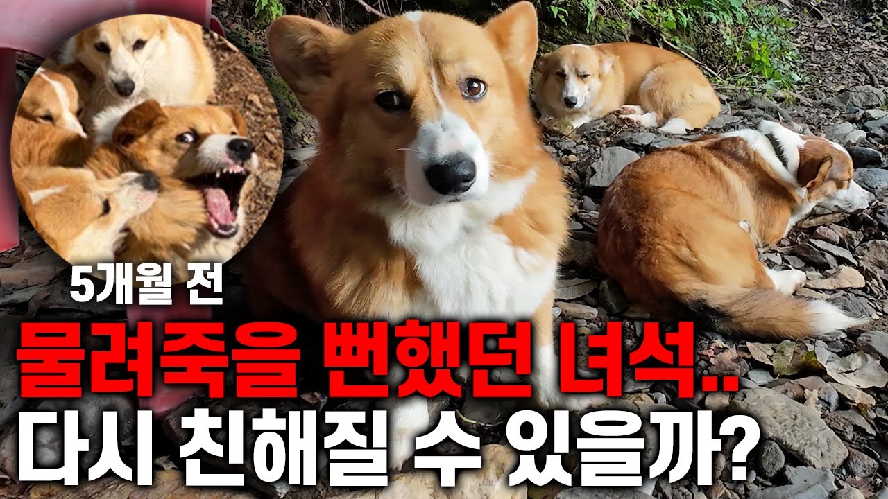 강아지 싸움에 죽을뻔한 아빠 강아지 와 아기 웰시코기들 개물림사고 후 5개월만에 다시 만났습니다 Youtube