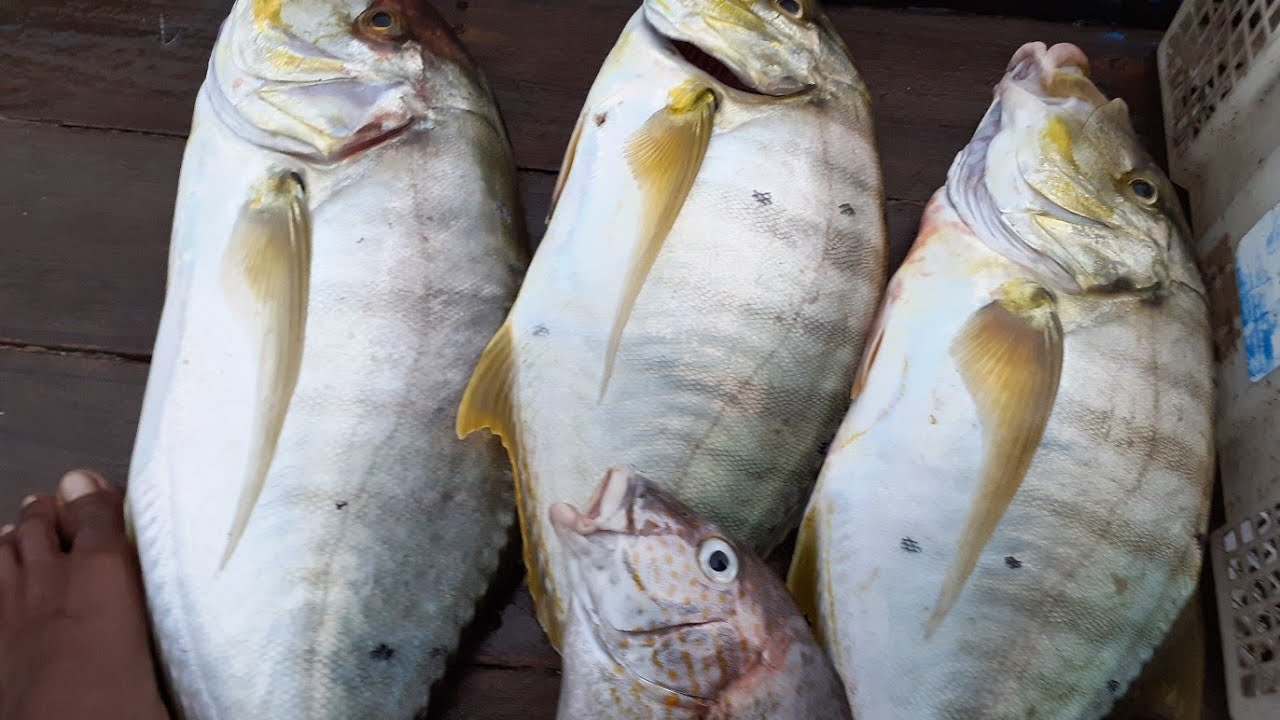 Ikan golden Trevalli/ Menggali - YouTube