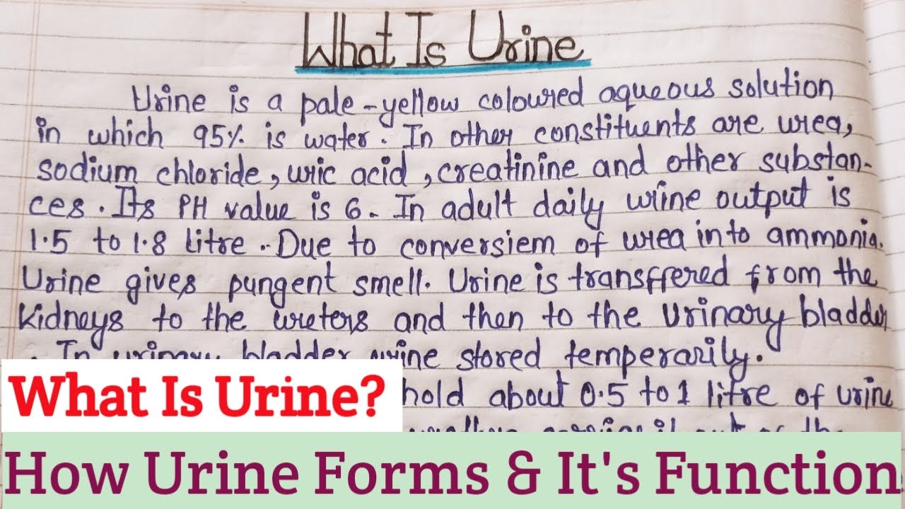 What Is Urine And Function | How Urine Forms And Its Working ...