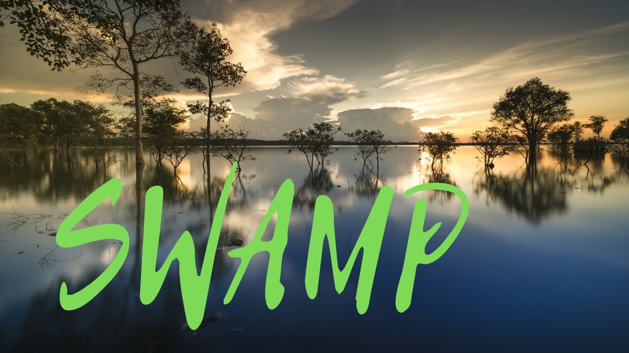 Swamp Sounds - Frogs, Crickets, Forest Nature Sounds 1 Hour - YouTube