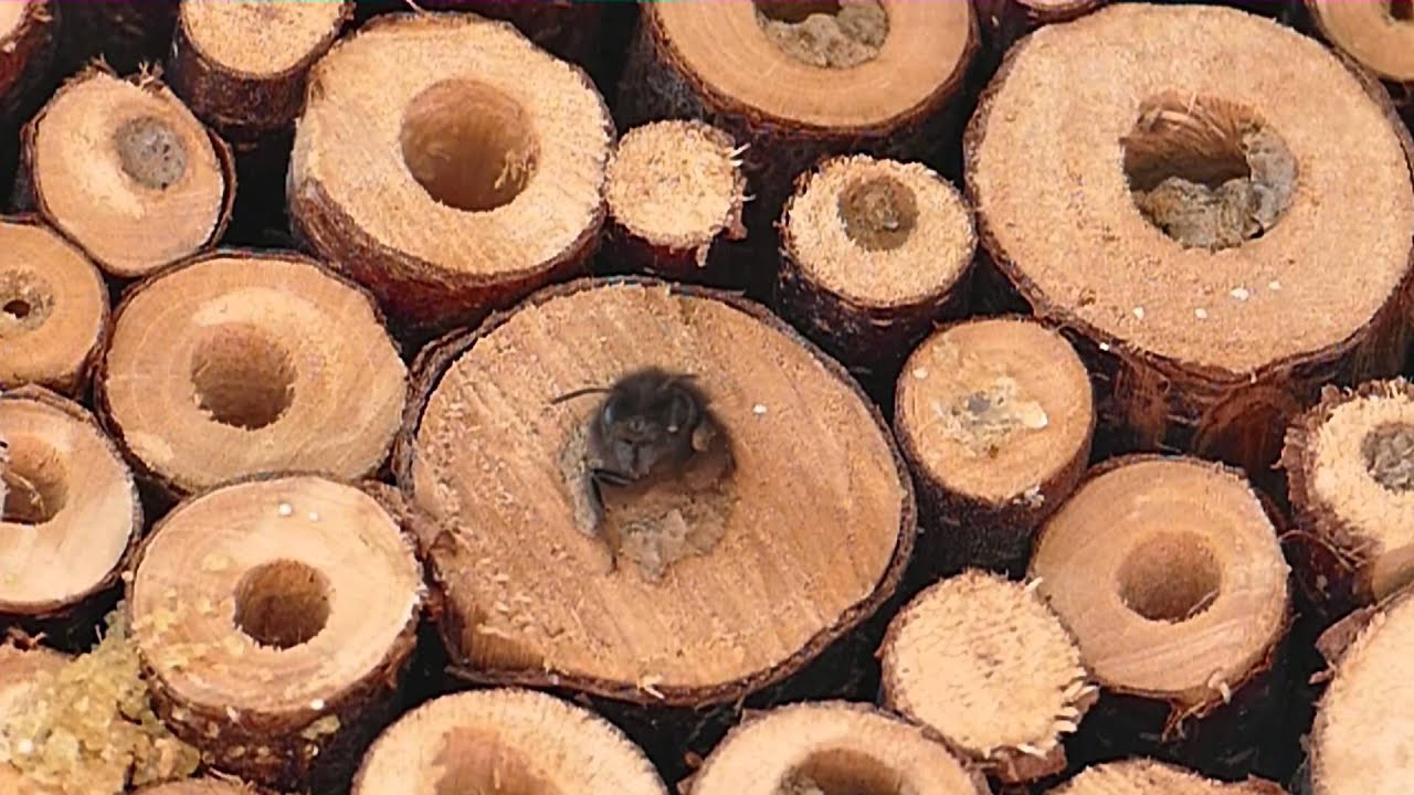 Solitaire Bijen - YouTube