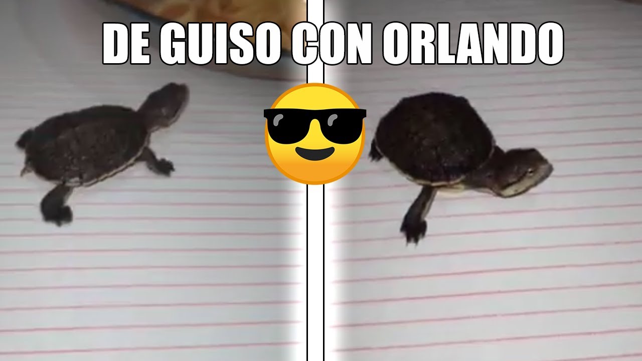 De Guiso con Orlando | Shitpost Compilation V2 AlemyBits - YouTube