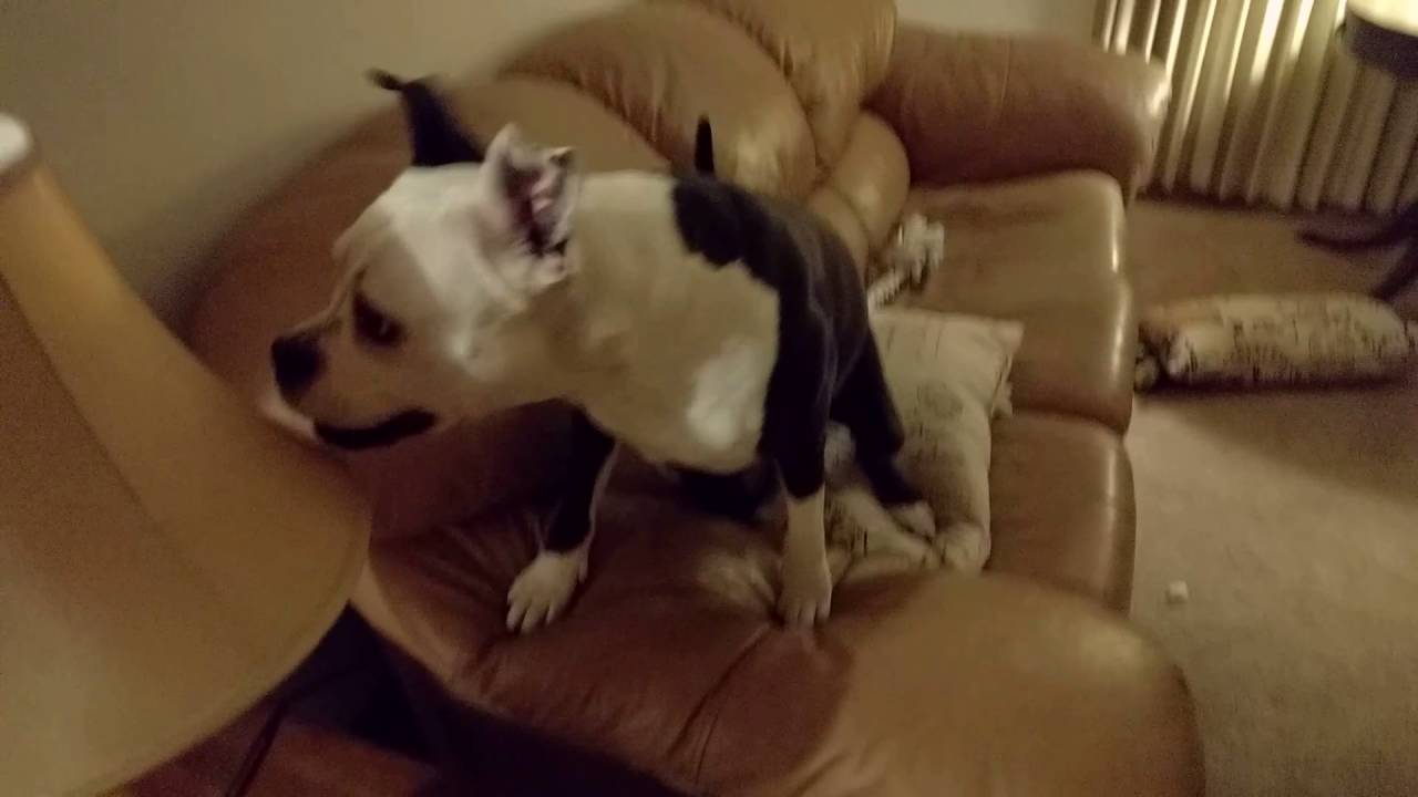 Ladybug on some next level Spaz Dog action - YouTube