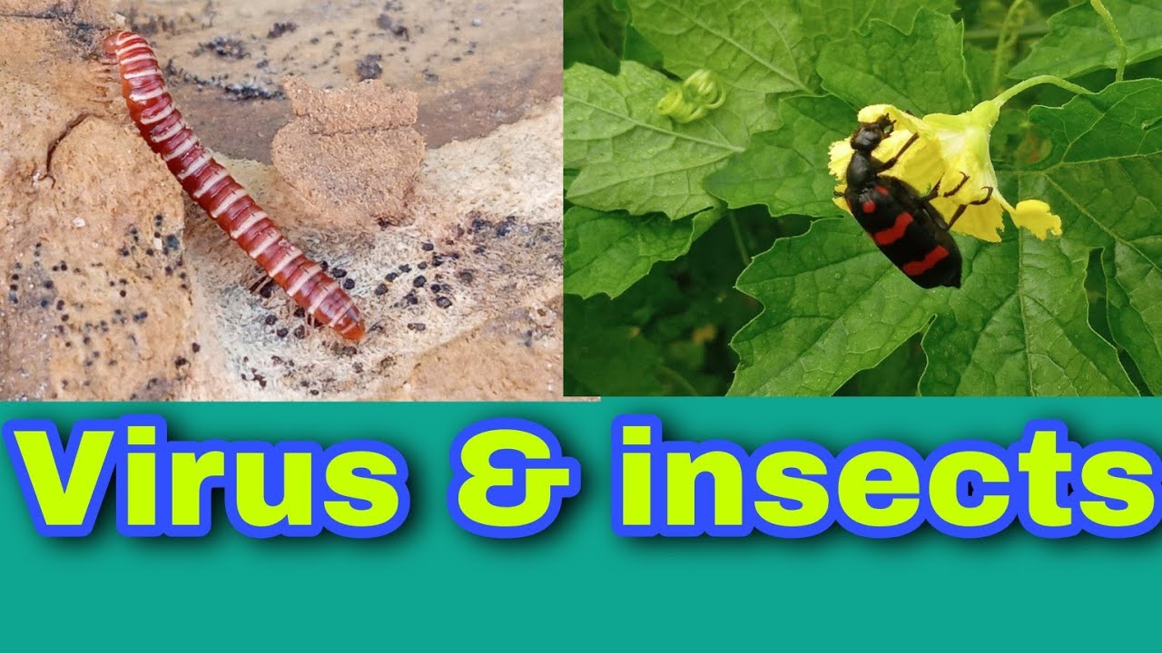 virus monster insects/insects eating plants/kida and virus insects/kida ...