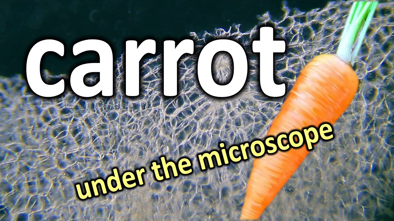 Carrot under the MICROSCOPE // invisible world - YouTube