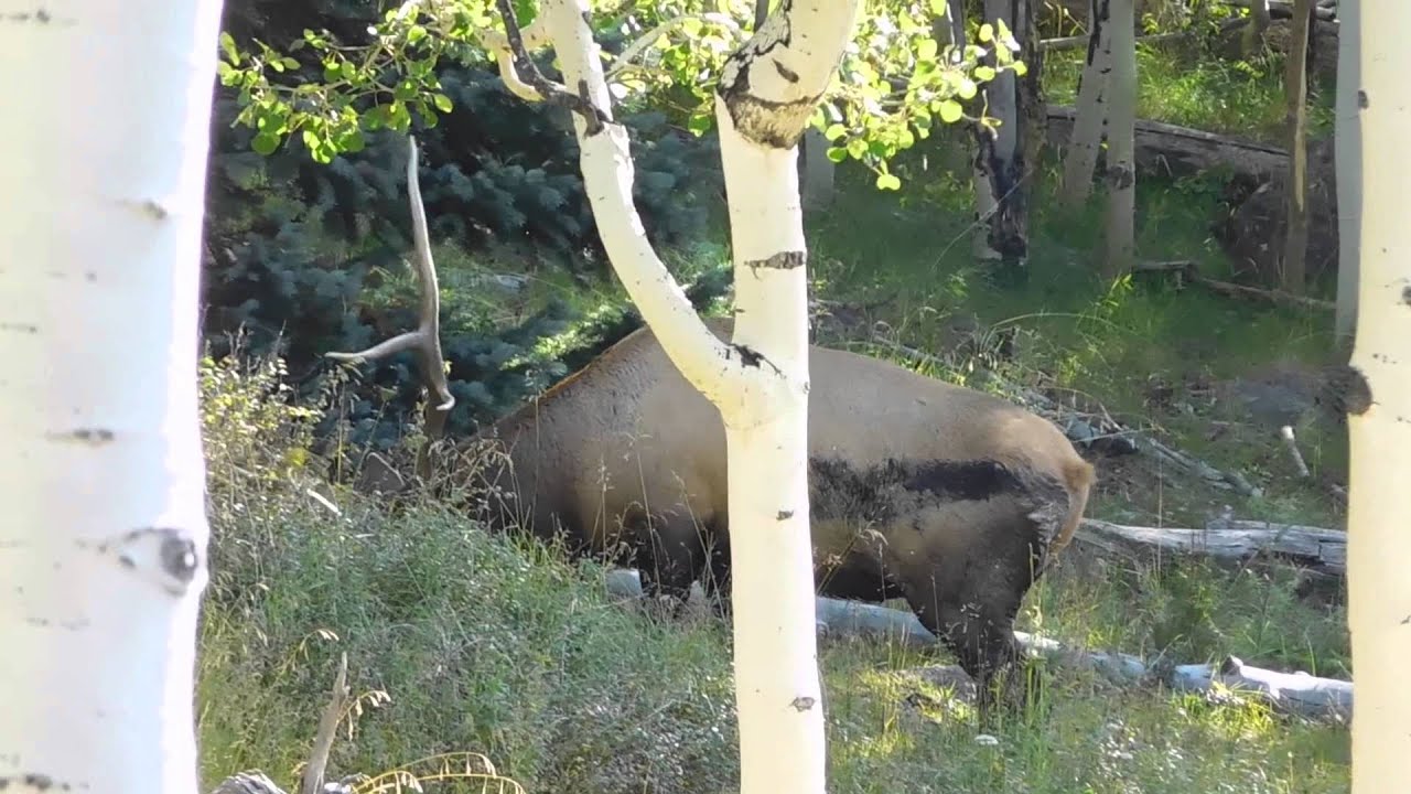 Rocky Mountain Elk raking the ground near Fishlake, Utah. - YouTube