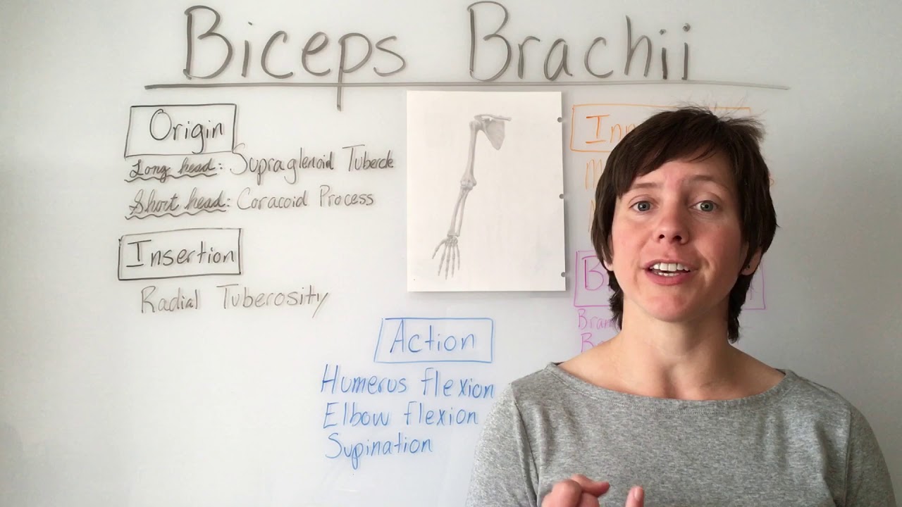 Biceps Brachii Muscle Anatomy - YouTube