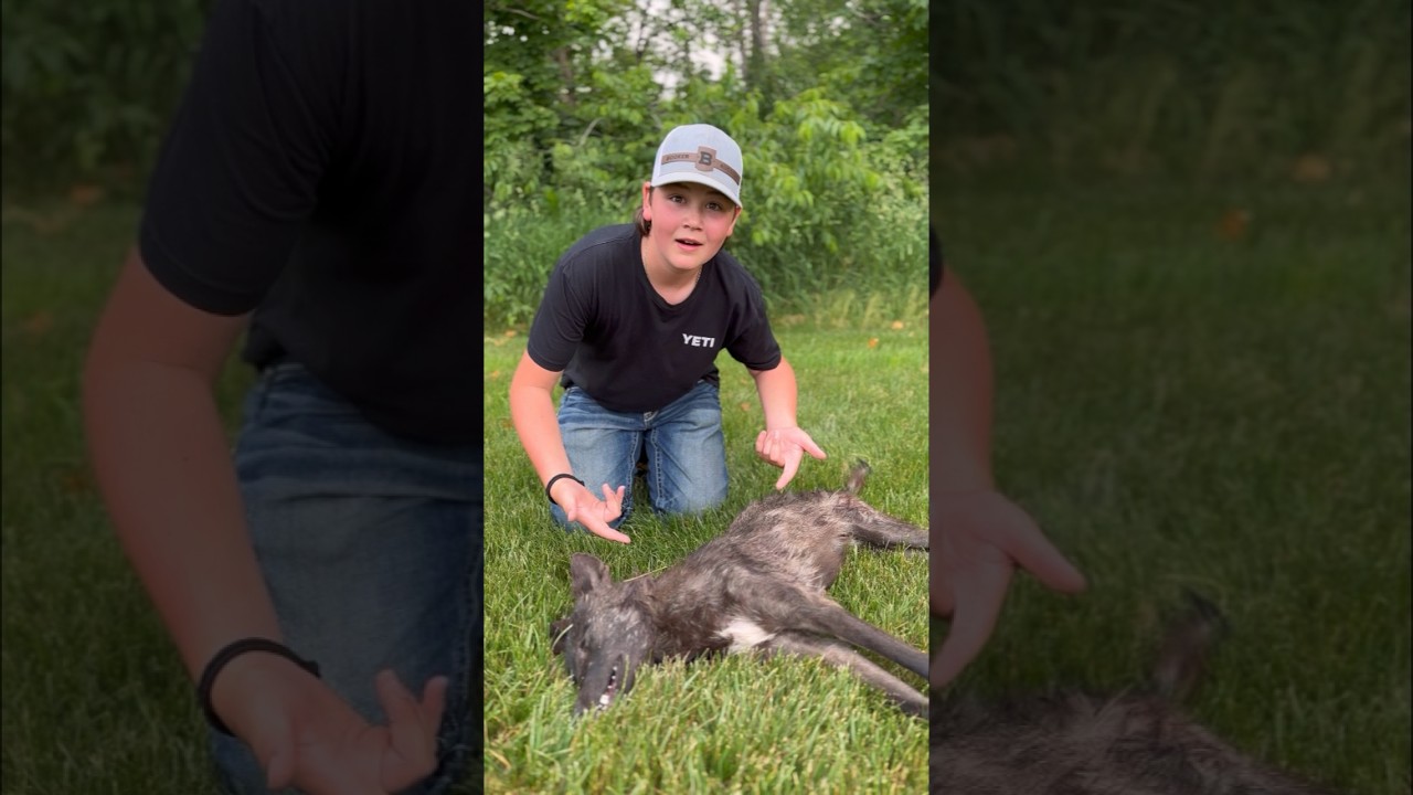 Rare MELANISTIC BLACK Coyote!!! #coyote #melanistic - YouTube