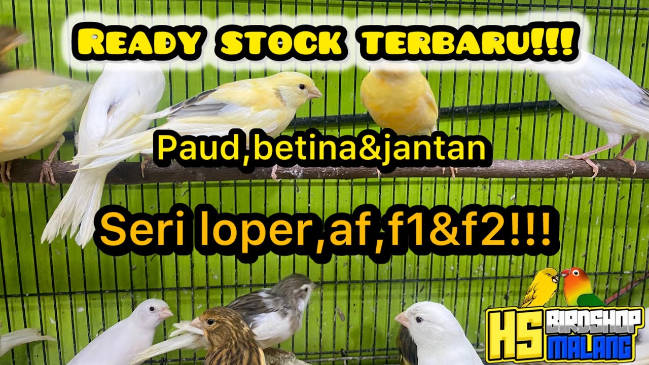 Ready kenari seri loper,af,f1&f2!! - YouTube