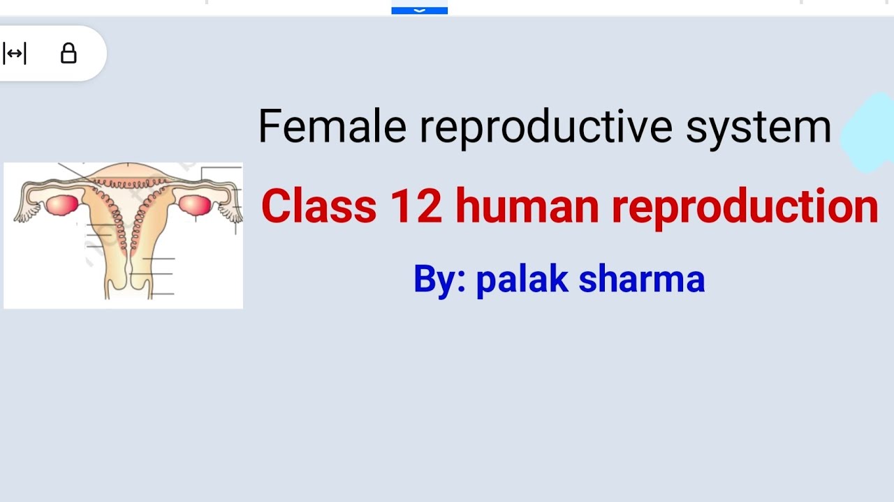 Class 12 human reproduction topic: female reproductive system - YouTube