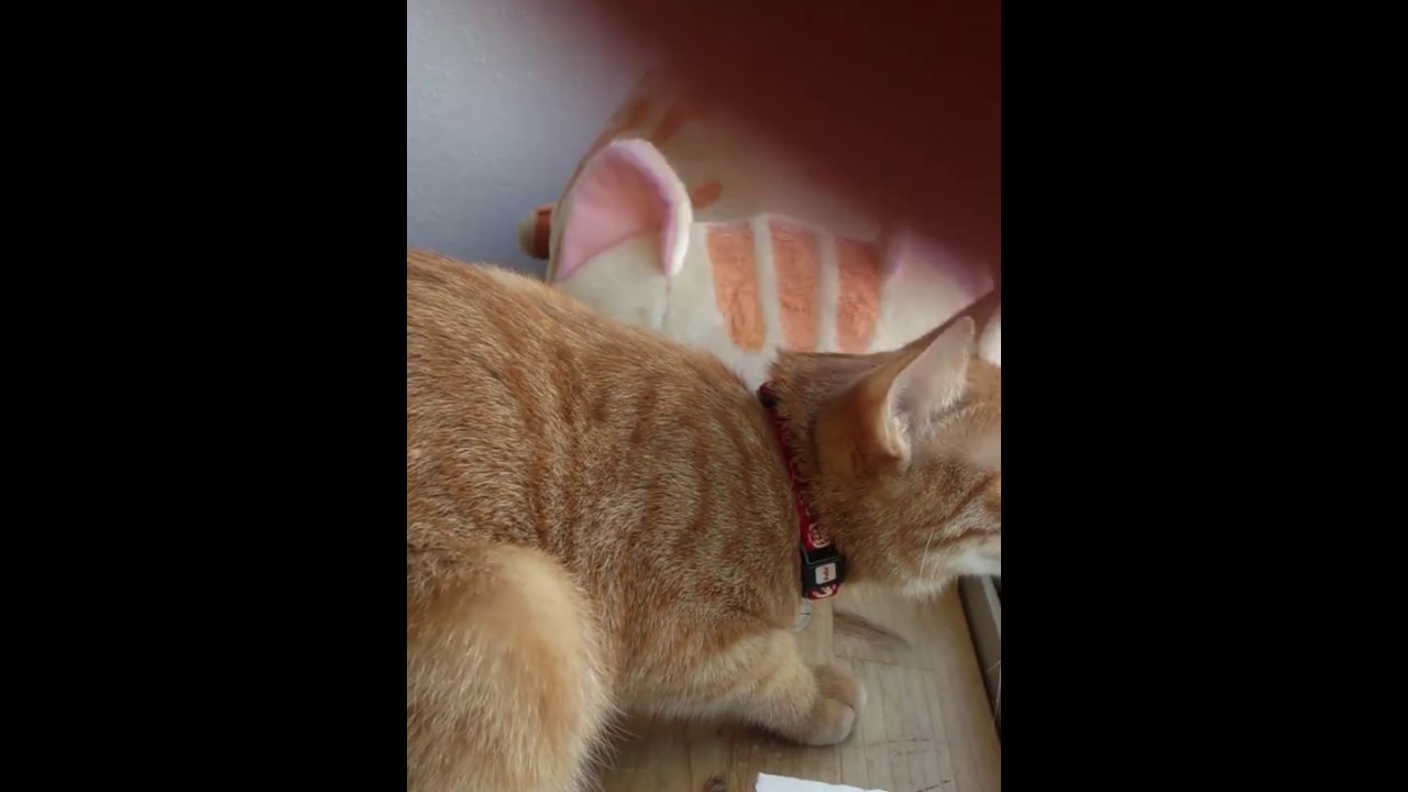 【猫動画】威嚇する猫 【Cat Video】Intimidating cat - YouTube