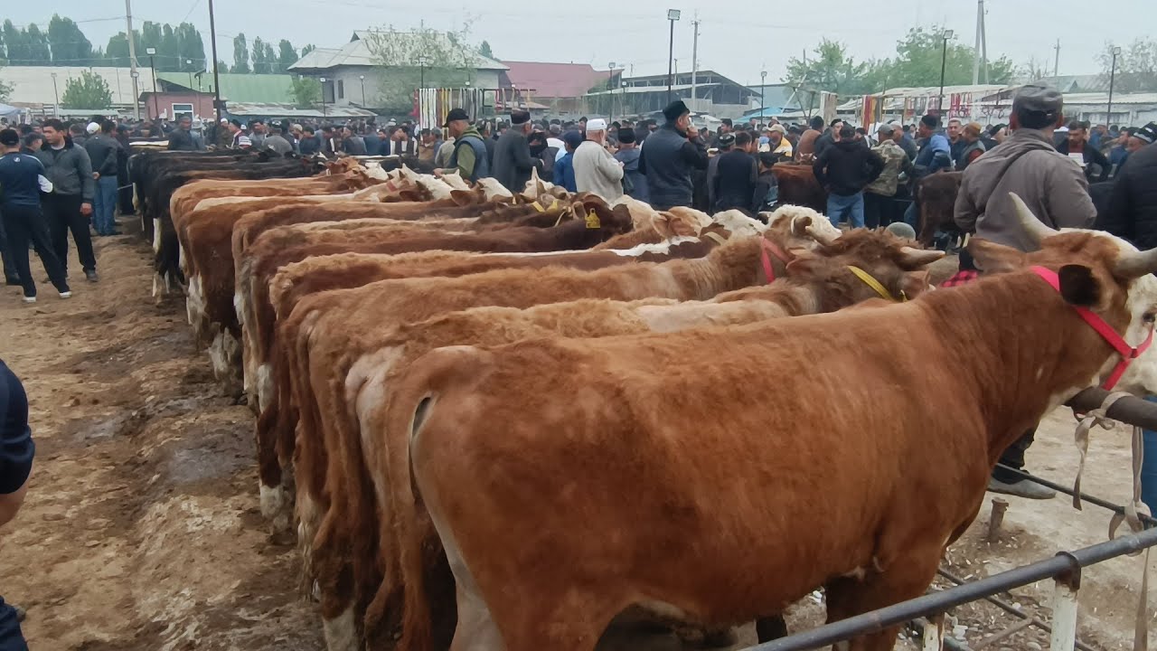 ANDIJON IZBOSKAN CHUVAMA MOL BOZORI KOʻCHAT NOVVOSLAR NARXLARI 9-APREL ...
