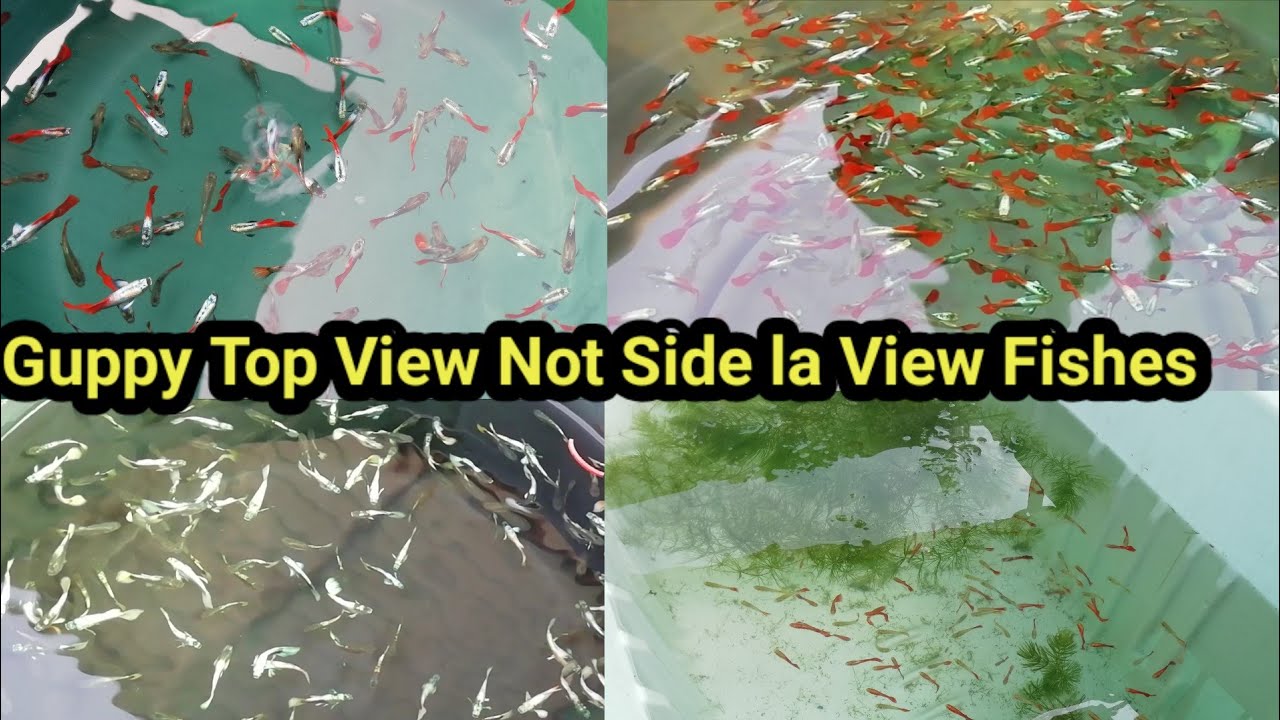 Guppy Top View Not Side la View Fishes|Erode|AJL Aquarium|# ...
