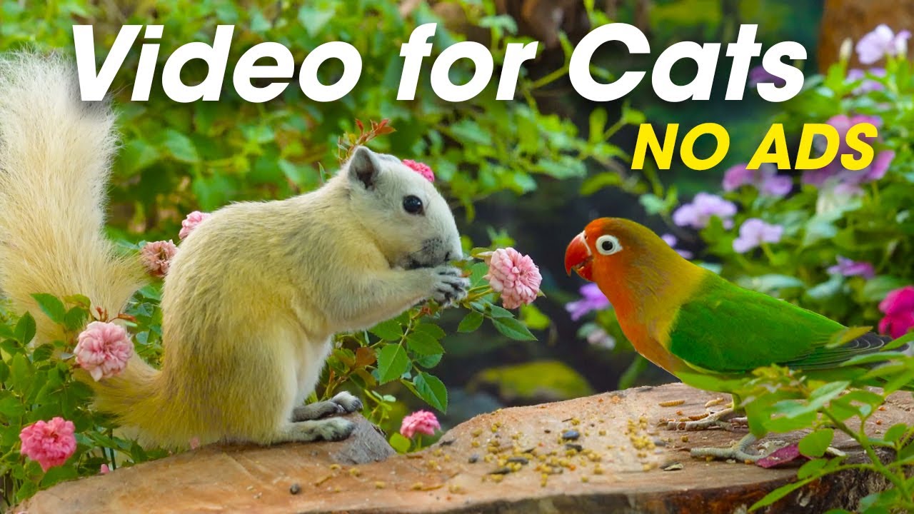 Cat TV For Cats To Watch: Hypnotic Bird Watching for Curious Cats - 8 ...