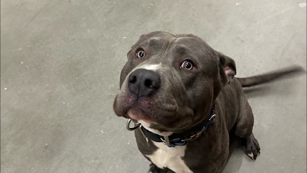 OLK9 Alaska, Zeus the Blue Nose pitbull and his fantastic ...