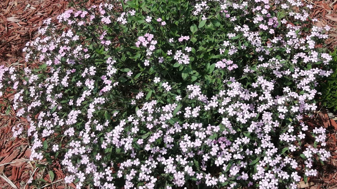 Perennial Soapwort flowers zone 2 - YouTube