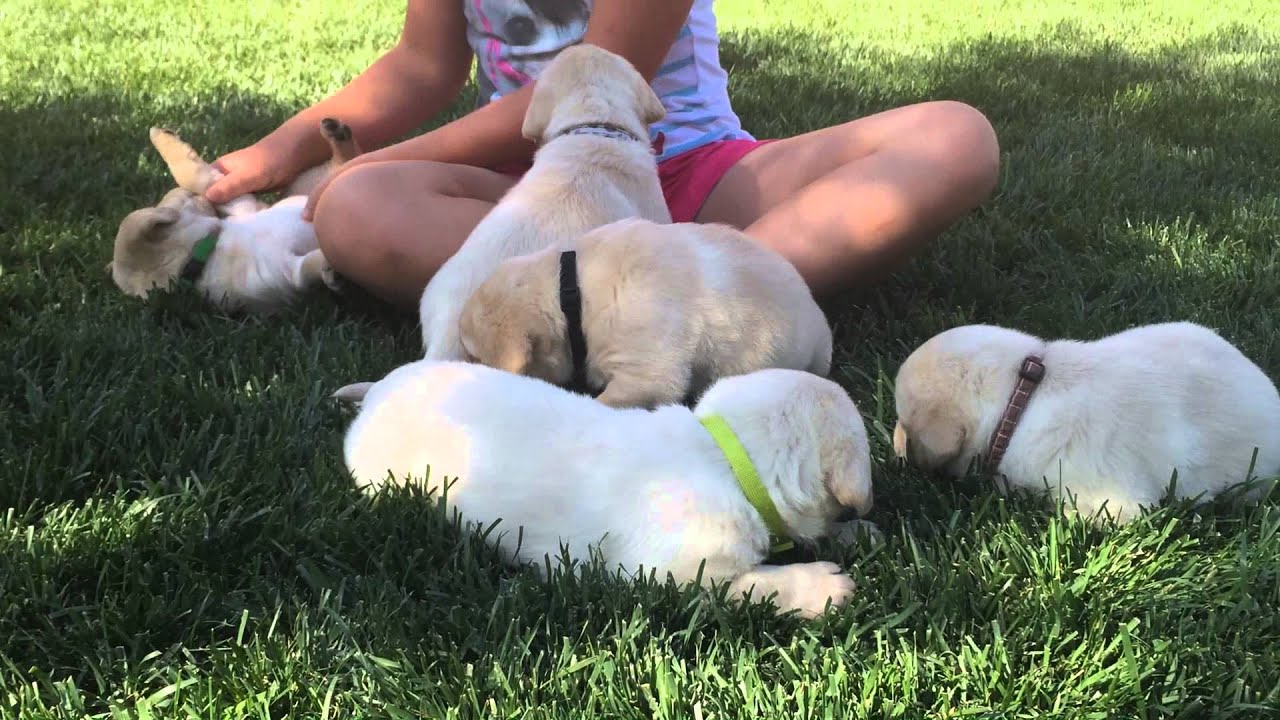 High Desert Labradors 5 male yellow lab puppies at 4 weeks old - YouTube