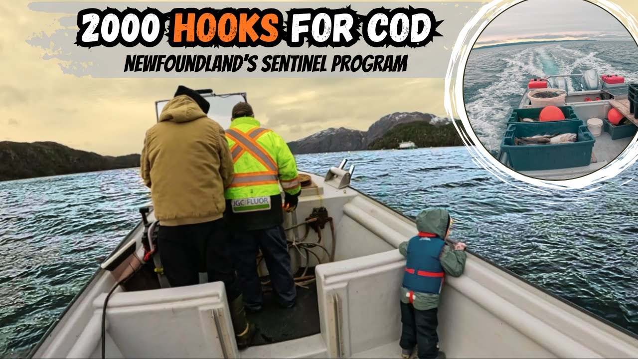 After The Collapse The Secret Mission To Save Newfoundland s Cod YouTube after-the-collapse-the-secret-mission-to-save-newfoundland-s-cod-youtube